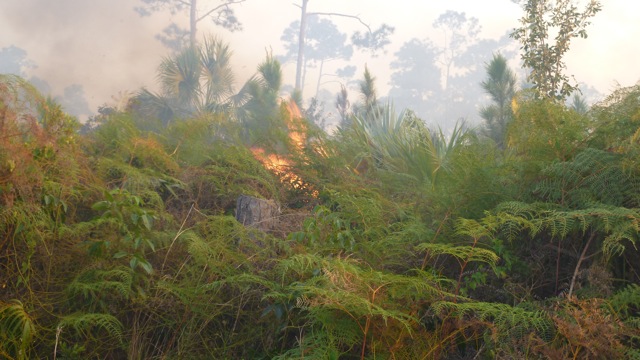 FOREST FIRES ON ABACO: A BIT TOO CLOSE TO DELPHI HQ… | ROLLING HARBOUR ...