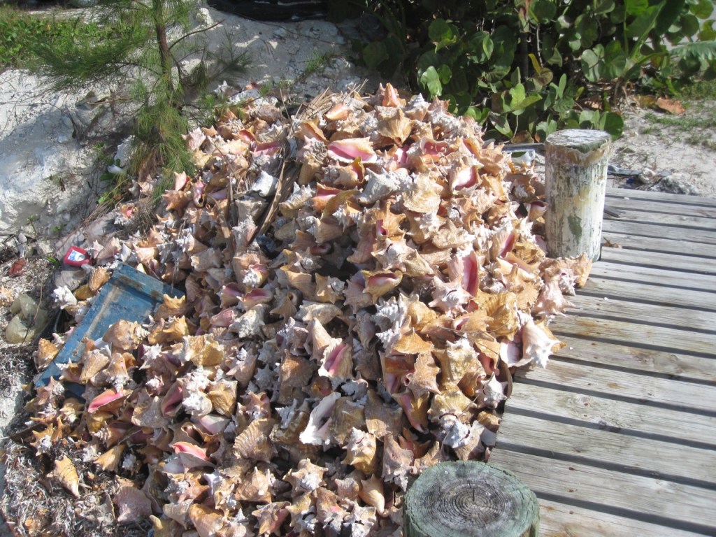 BAHAMAS CONCH QUEST – GASTROPODS, SHELLS & CONSERVATION | ROLLING ...