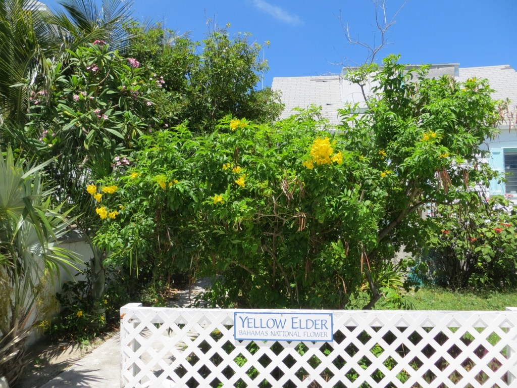 YELLOW ELDER – THE BAHAMAS NATIONAL FLOWER | ROLLING HARBOUR ABACO