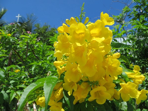 YELLOW ELDER – THE BAHAMAS NATIONAL FLOWER | ROLLING HARBOUR ABACO
