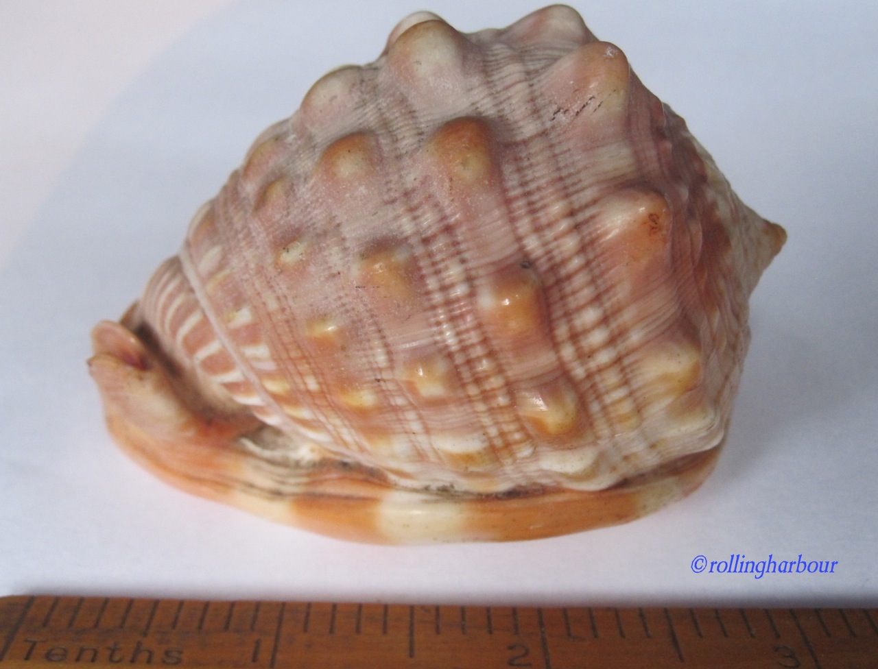 SCOTCH BONNET SHELLS (Phalium / Semicassis) ON ABACO | ROLLING HARBOUR ...