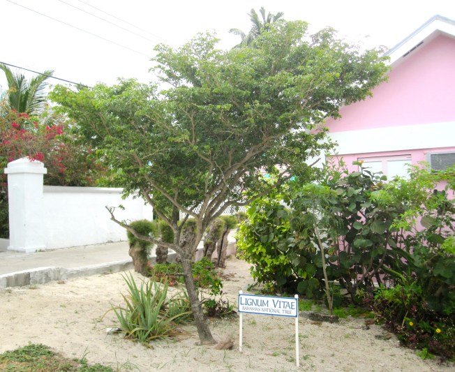 LIGNUM VITAE – BAHAMAS NATIONAL TREE | ROLLING HARBOUR ABACO