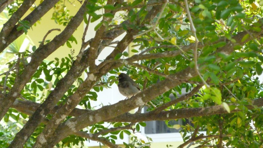 LIGNUM VITAE – BAHAMAS NATIONAL TREE | ROLLING HARBOUR ABACO