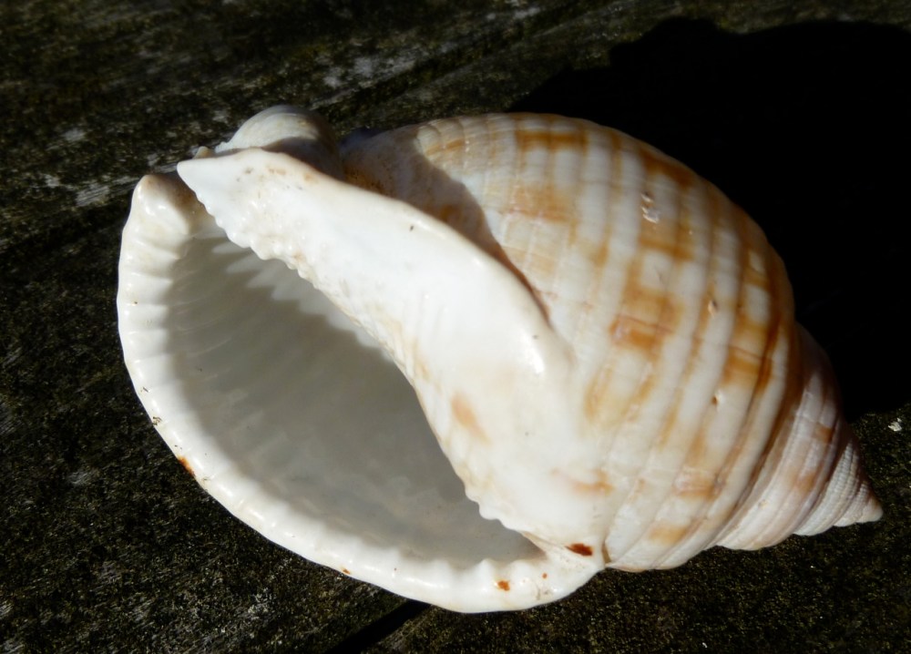SCOTCH BONNET SHELLS (Phalium / Semicassis) ON ABACO | ROLLING HARBOUR ...