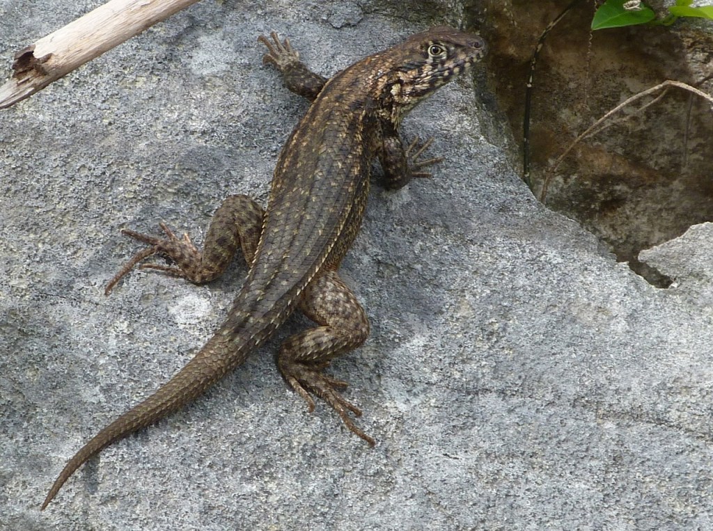 Curly Tail Lizards | ROLLING HARBOUR ABACO