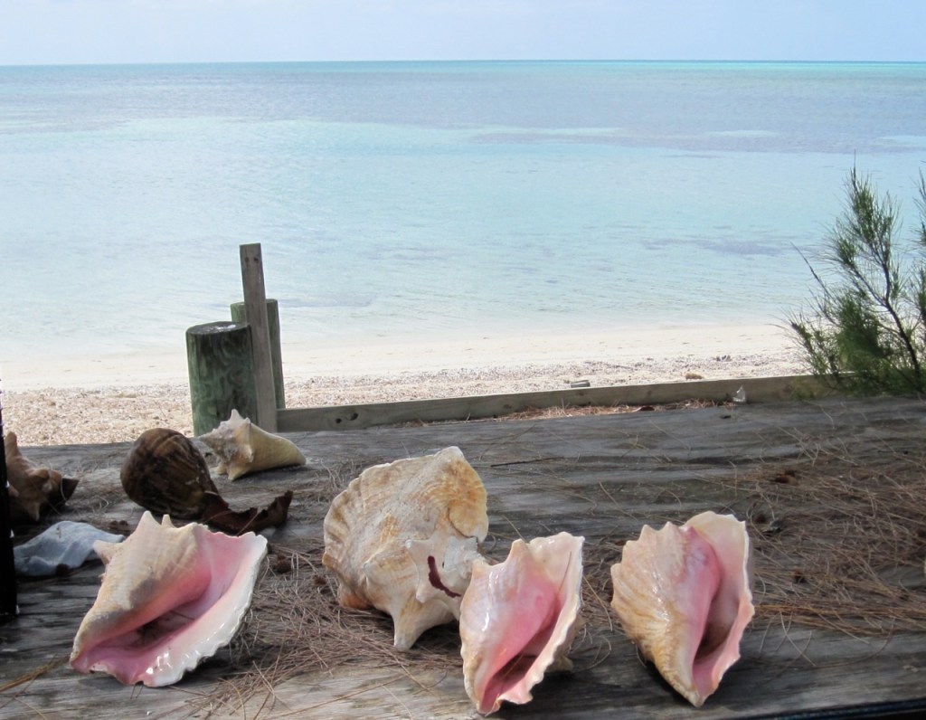 BAHAMAS CONCH QUEST – GASTROPODS, SHELLS & CONSERVATION | ROLLING ...