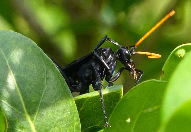 ROLLING HARBOUR ABACO | BIRDS, WILDLIFE & MORE ABACO, BAHAMAS