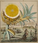 PINEAPPLES: SYMBOLS OF WELCOME & WEALTH (ALSO, DELICIOUS) | ROLLING ...