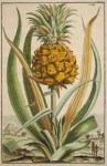 PINEAPPLES: SYMBOLS OF WELCOME & WEALTH (ALSO, DELICIOUS) | ROLLING ...