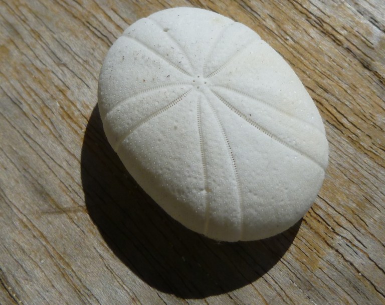 SEA URCHINS & SEA BISCUITS – BEACHCOMBING TREASURES ON ABACO | ROLLING ...