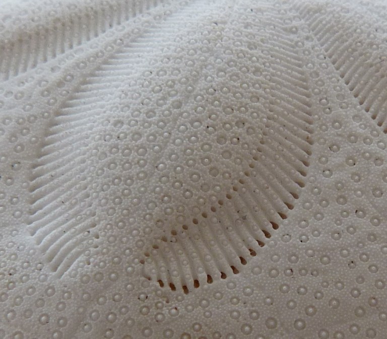 SEA URCHINS & SEA BISCUITS – BEACHCOMBING TREASURES ON ABACO | ROLLING ...