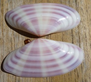 August | 2012 | ROLLING HARBOUR ABACO