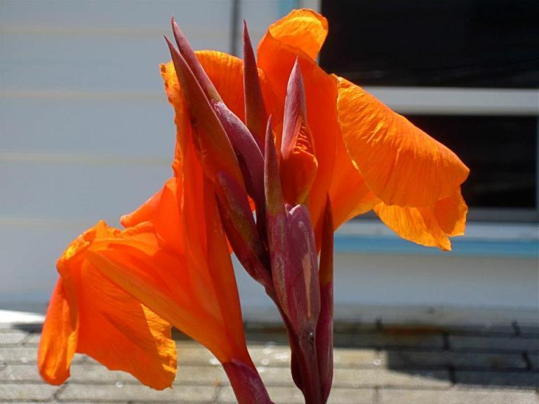 A BUNCH OF FLOWERS (& PLANTS) FROM ABACO, BAHAMAS | ROLLING HARBOUR ABACO