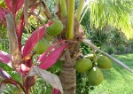 A BUNCH OF FLOWERS (& PLANTS) FROM ABACO, BAHAMAS | ROLLING HARBOUR ABACO