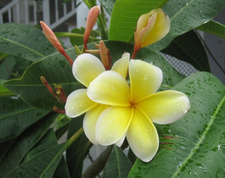 A BUNCH OF FLOWERS (& PLANTS) FROM ABACO, BAHAMAS | ROLLING HARBOUR ABACO