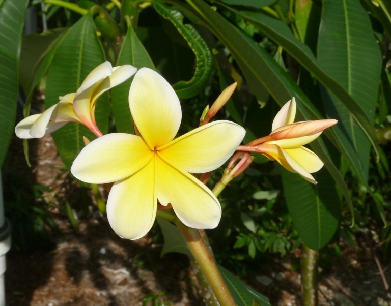 A BUNCH OF FLOWERS (& PLANTS) FROM ABACO, BAHAMAS | ROLLING HARBOUR ABACO