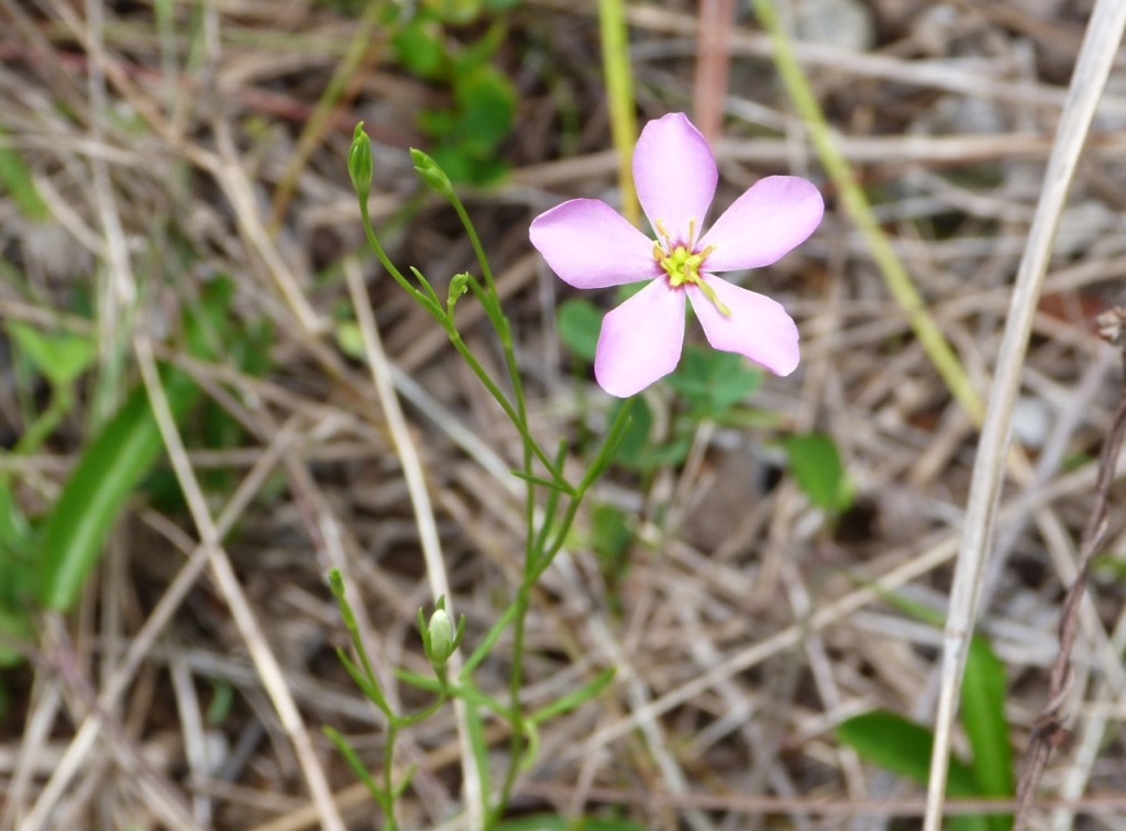 A BUNCH OF FLOWERS (& PLANTS) FROM ABACO, BAHAMAS | ROLLING HARBOUR ABACO