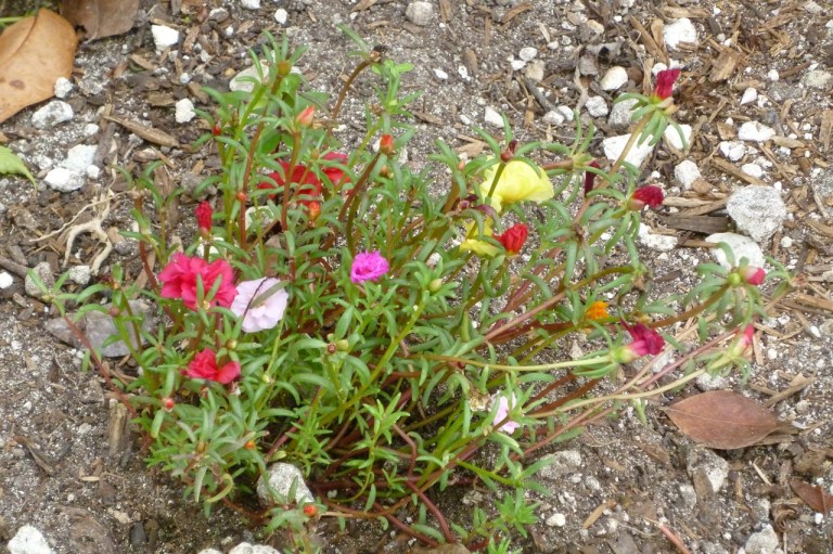A BUNCH OF FLOWERS (& PLANTS) FROM ABACO, BAHAMAS | ROLLING HARBOUR ABACO