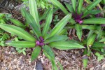 A BUNCH OF FLOWERS (& PLANTS) FROM ABACO, BAHAMAS | ROLLING HARBOUR ABACO