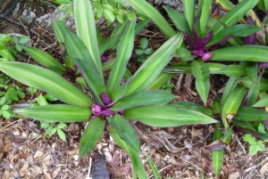 A BUNCH OF FLOWERS (& PLANTS) FROM ABACO, BAHAMAS | ROLLING HARBOUR ABACO