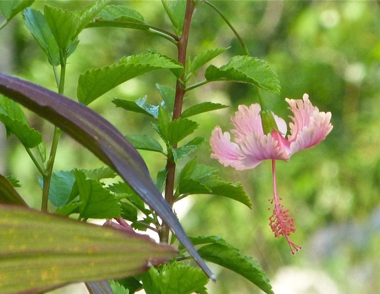 A BUNCH OF FLOWERS (& PLANTS) FROM ABACO, BAHAMAS | ROLLING HARBOUR ABACO