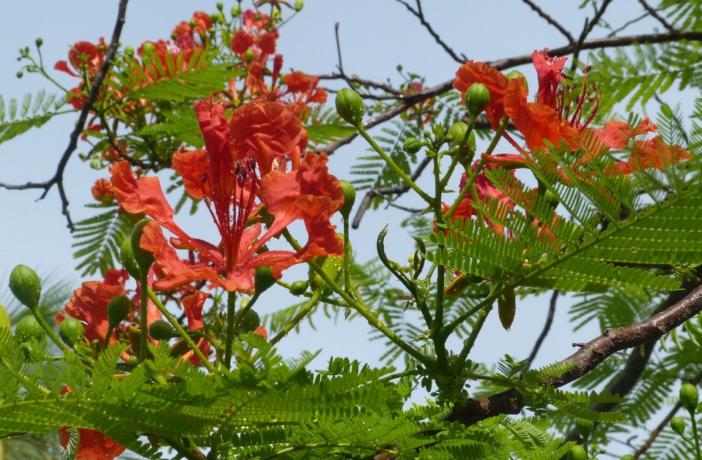 A BUNCH OF FLOWERS (& PLANTS) FROM ABACO, BAHAMAS | ROLLING HARBOUR ABACO