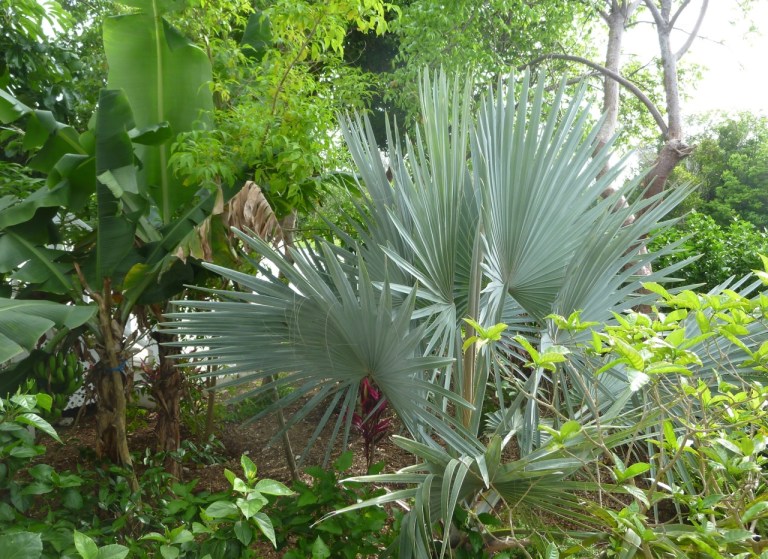 A BUNCH OF FLOWERS (& PLANTS) FROM ABACO, BAHAMAS | ROLLING HARBOUR ABACO