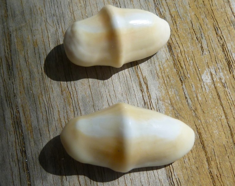 FLAMINGO TONGUE SNAILS & SHELLS: COLOURFUL GASTROPODS OF THE CARIBBEAN ...