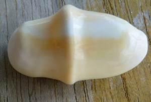 FLAMINGO TONGUE SNAILS & SHELLS: COLOURFUL GASTROPODS OF THE CARIBBEAN ...