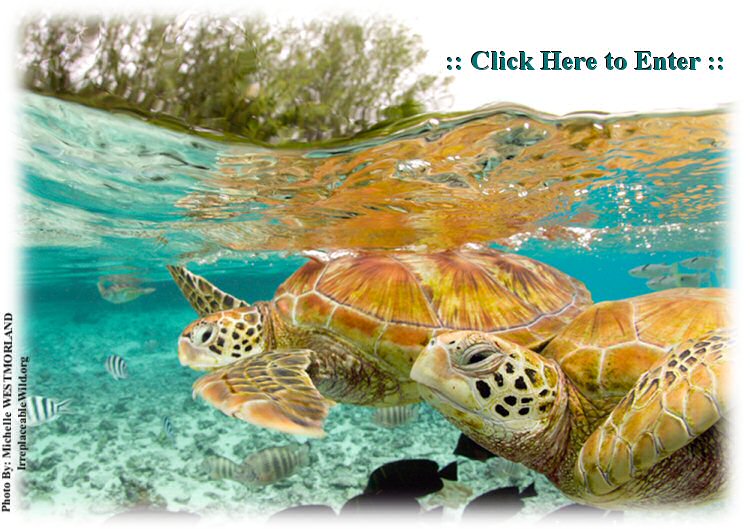 THREATS TO SEA TURTLES: ABACO, BAHAMAS… IN FACT, EVERYWHERE | ROLLING ...