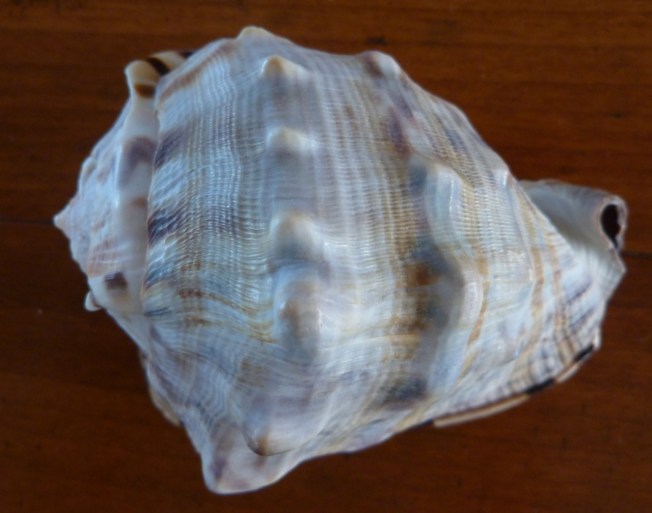 KING HELMET SHELLS (Cassis tuberosa) MORE DELPHI CLUB SHELLS | ROLLING ...