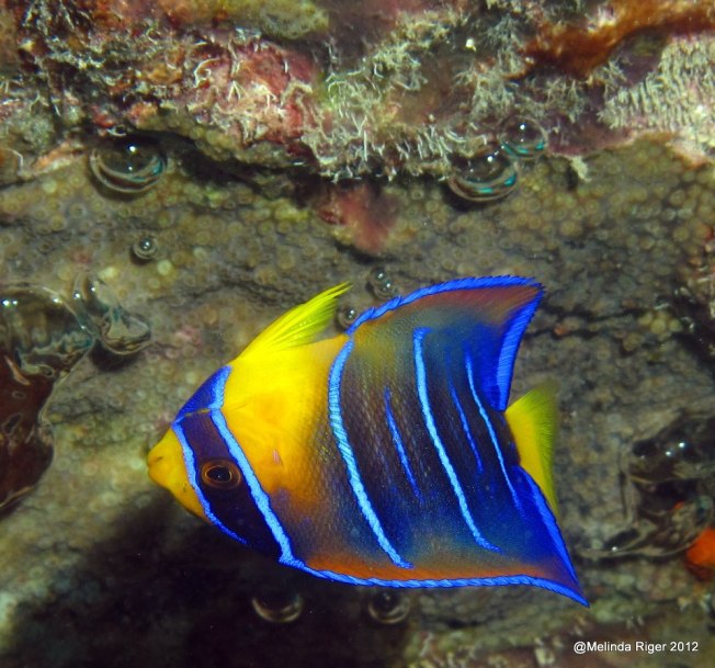 QUEEN ANGELFISH (Holacanthus ciliaris) – BAHAMAS REEF FISH (2 ...