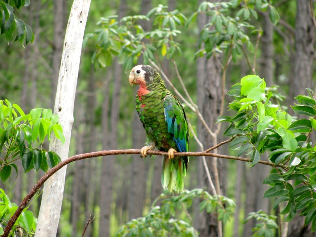 A RARE ABACO PARROT DISPLAYS A RARE TALENT… | ROLLING HARBOUR ABACO