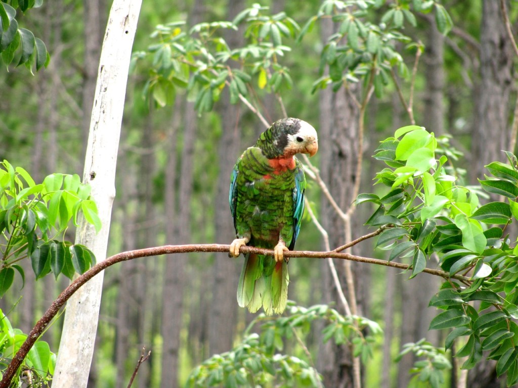 A RARE ABACO PARROT DISPLAYS A RARE TALENT… | ROLLING HARBOUR ABACO