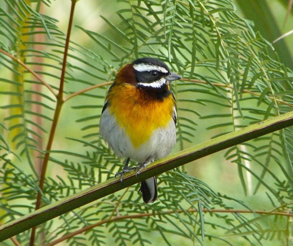 A QUARTER OF A MILLION GLIMPSES OF ABACO… | ROLLING HARBOUR ABACO