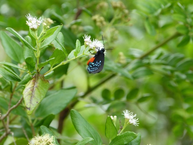 FLUTTER BY, BUTTERFLY: ATALA ENCHANTING ON ABACO | ROLLING HARBOUR ABACO