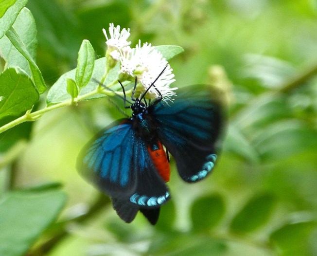 FLUTTER BY, BUTTERFLY: ATALA ENCHANTING ON ABACO | ROLLING HARBOUR ABACO
