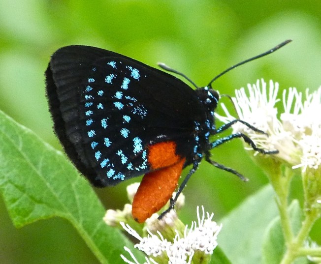 FLUTTER BY, BUTTERFLY: ATALA ENCHANTING ON ABACO | ROLLING HARBOUR ABACO