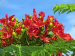A BUNCH OF FLOWERS (& PLANTS) FROM ABACO, BAHAMAS | ROLLING HARBOUR ABACO