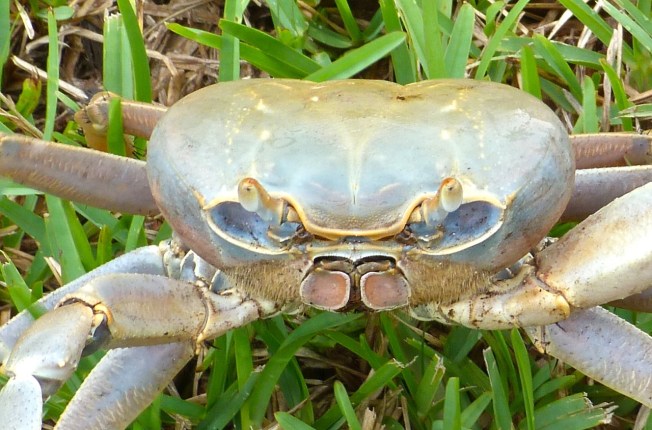 Land Crabs Abaco | ROLLING HARBOUR ABACO