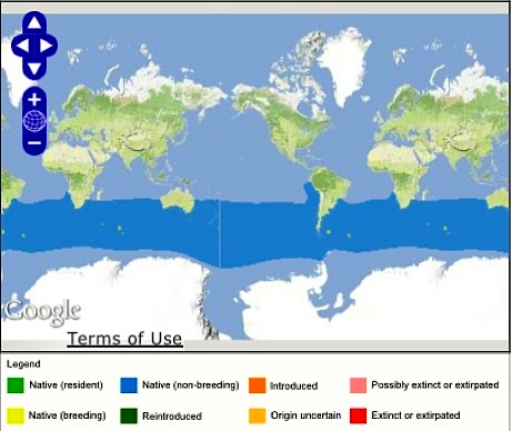 ABACO’S RAREST VISITOR: MEET ALBERT ROSS… THE ALBATROSS | ROLLING ...