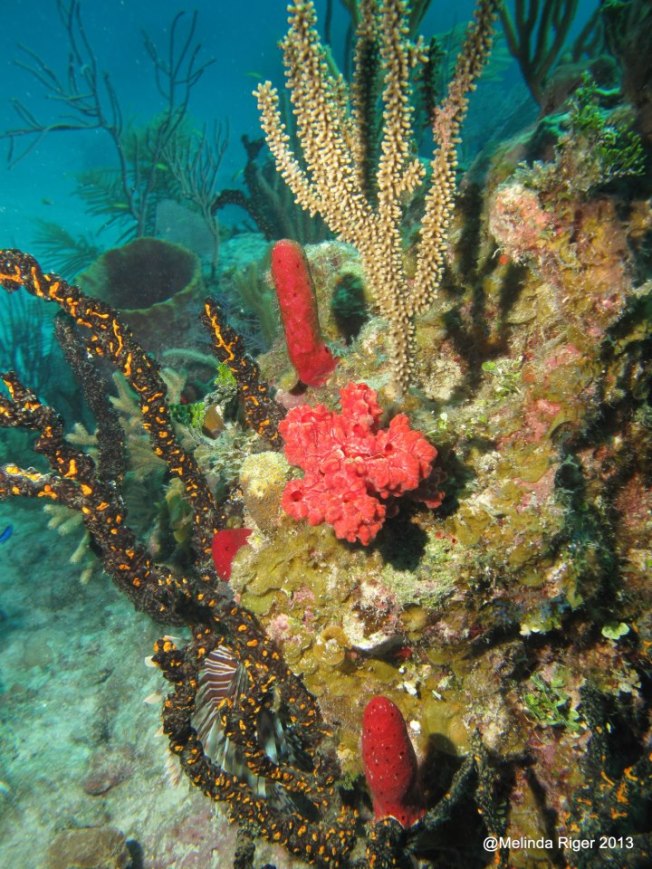 Abaco Barrier Reef | ROLLING HARBOUR ABACO