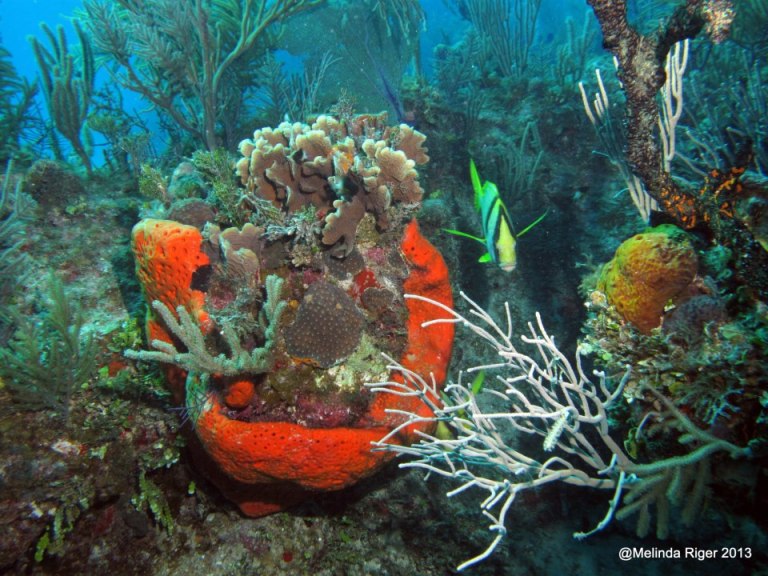 Abaco Barrier Reef | ROLLING HARBOUR ABACO