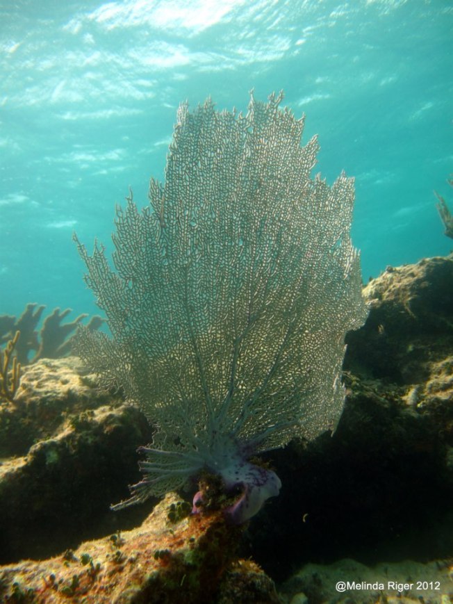 Abaco Barrier Reef | ROLLING HARBOUR ABACO