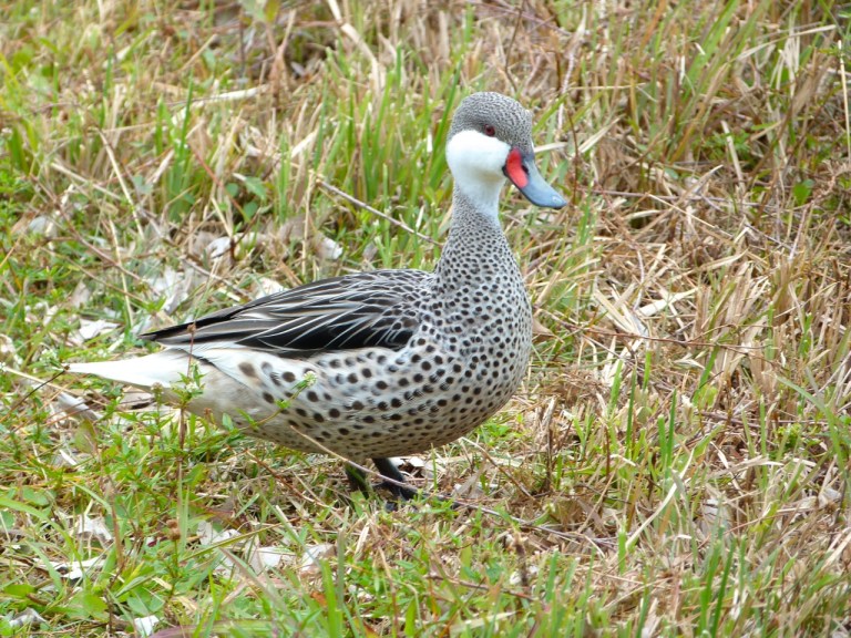 Leucistic Duck | ROLLING HARBOUR ABACO