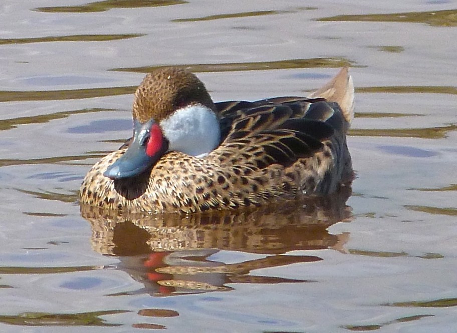 Leucistic Duck | ROLLING HARBOUR ABACO
