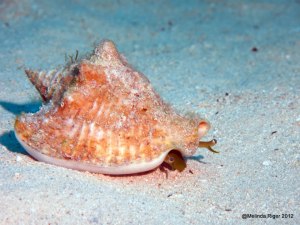 BAHAMAS CONCH QUEST – GASTROPODS, SHELLS & CONSERVATION | ROLLING ...