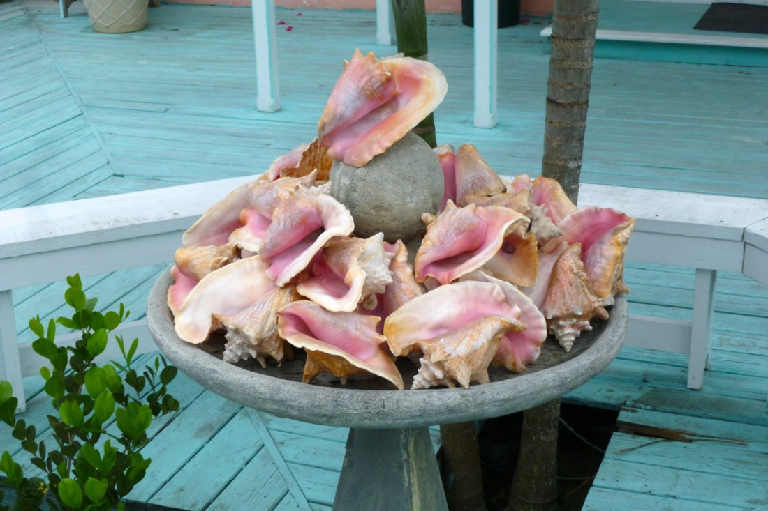 Conch Shells Bahamas | ROLLING HARBOUR ABACO