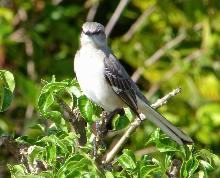 ‘TAKING OFF’ ON ABACO: NORTHERN MOCKINGBIRDS & MIMICRY | ROLLING ...