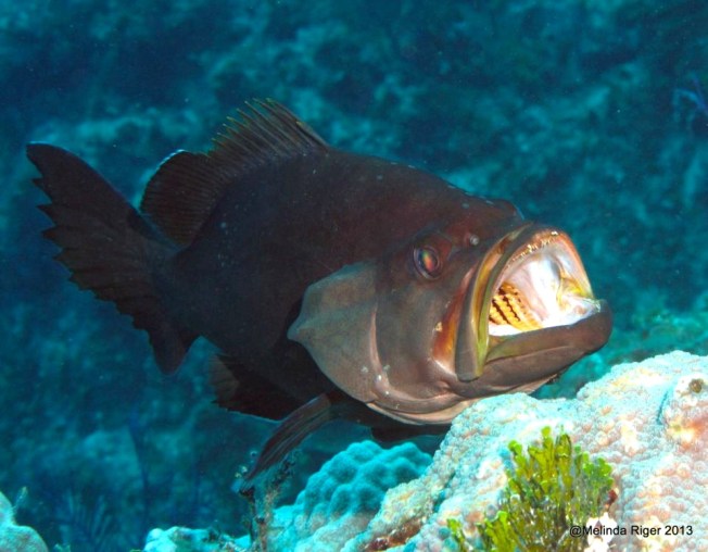 TIGER GROUPER Mycteroperca tigris – BAHAMAS REEF FISH (12) | ROLLING ...